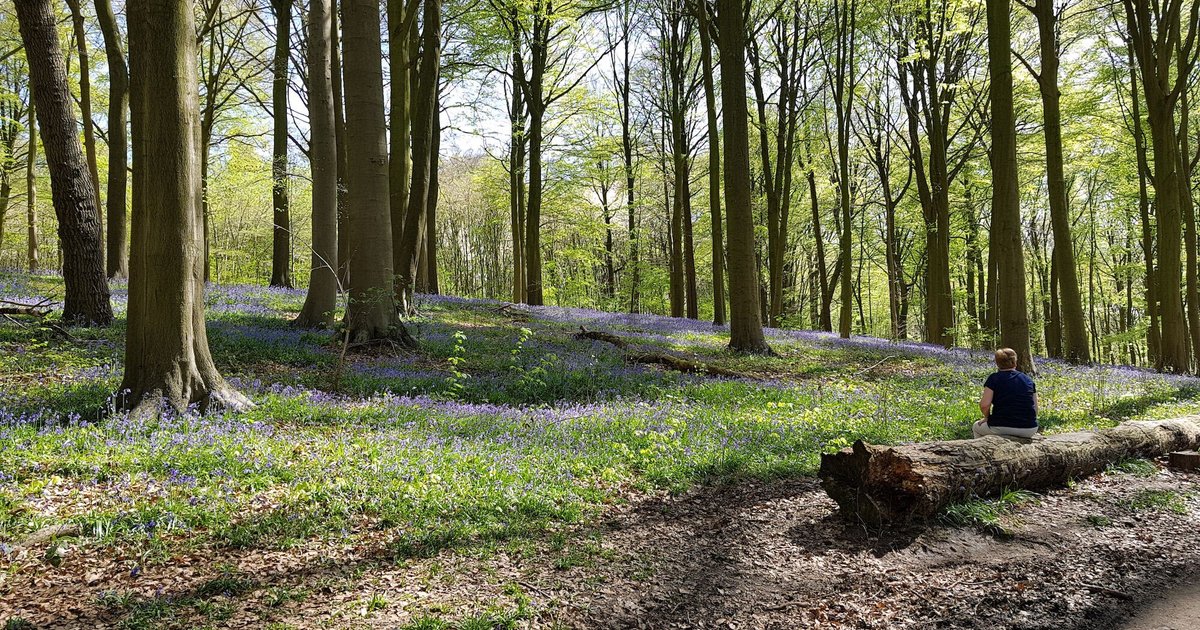 Het Neigembos, een oerbos met adembenemend bloementapijt